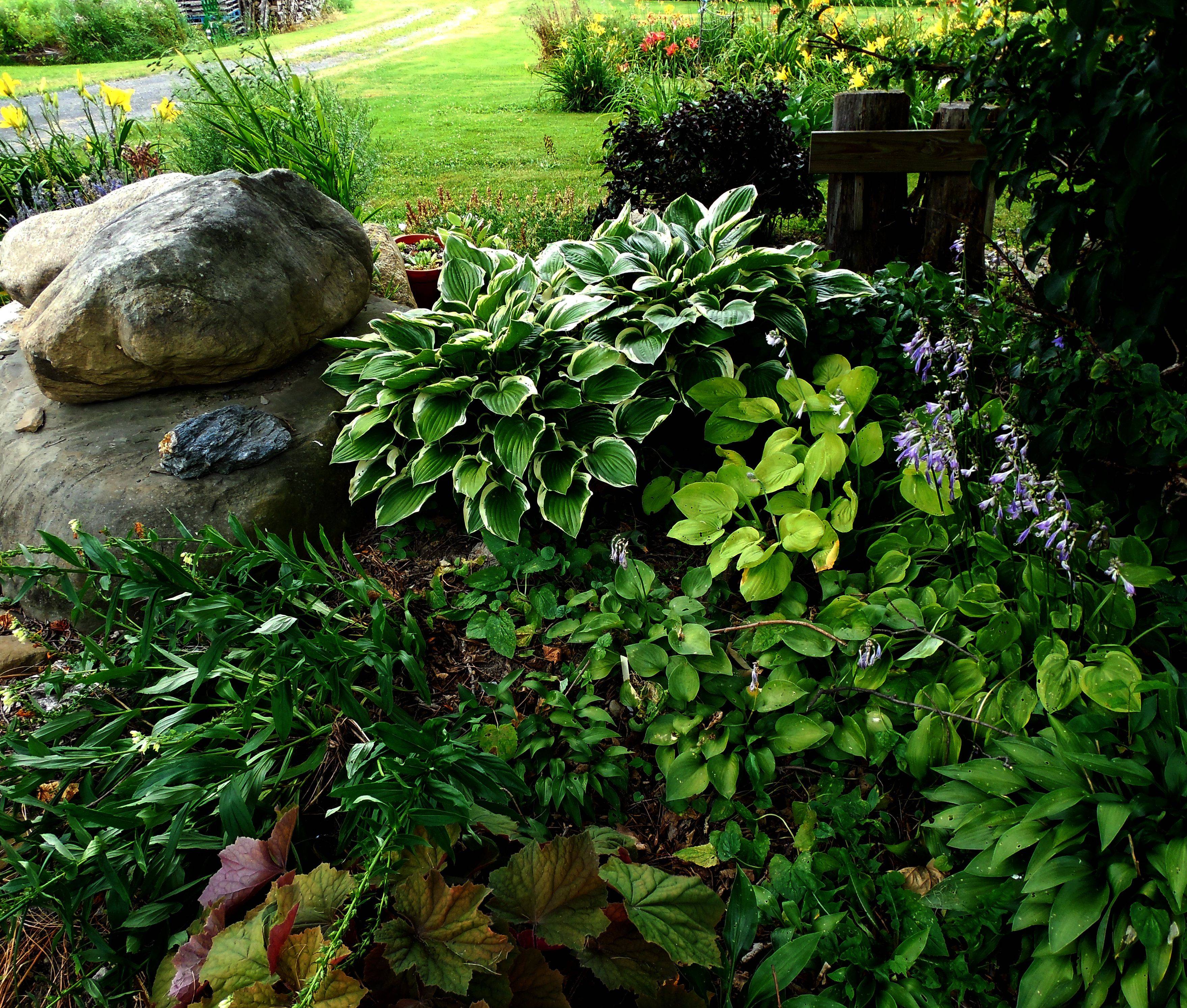 22 Shade Rock Garden Plants Ideas You Cannot Miss | SharonSable