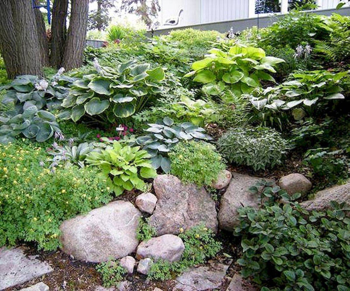 22 Shade Rock Garden Plants Ideas You Cannot Miss | SharonSable