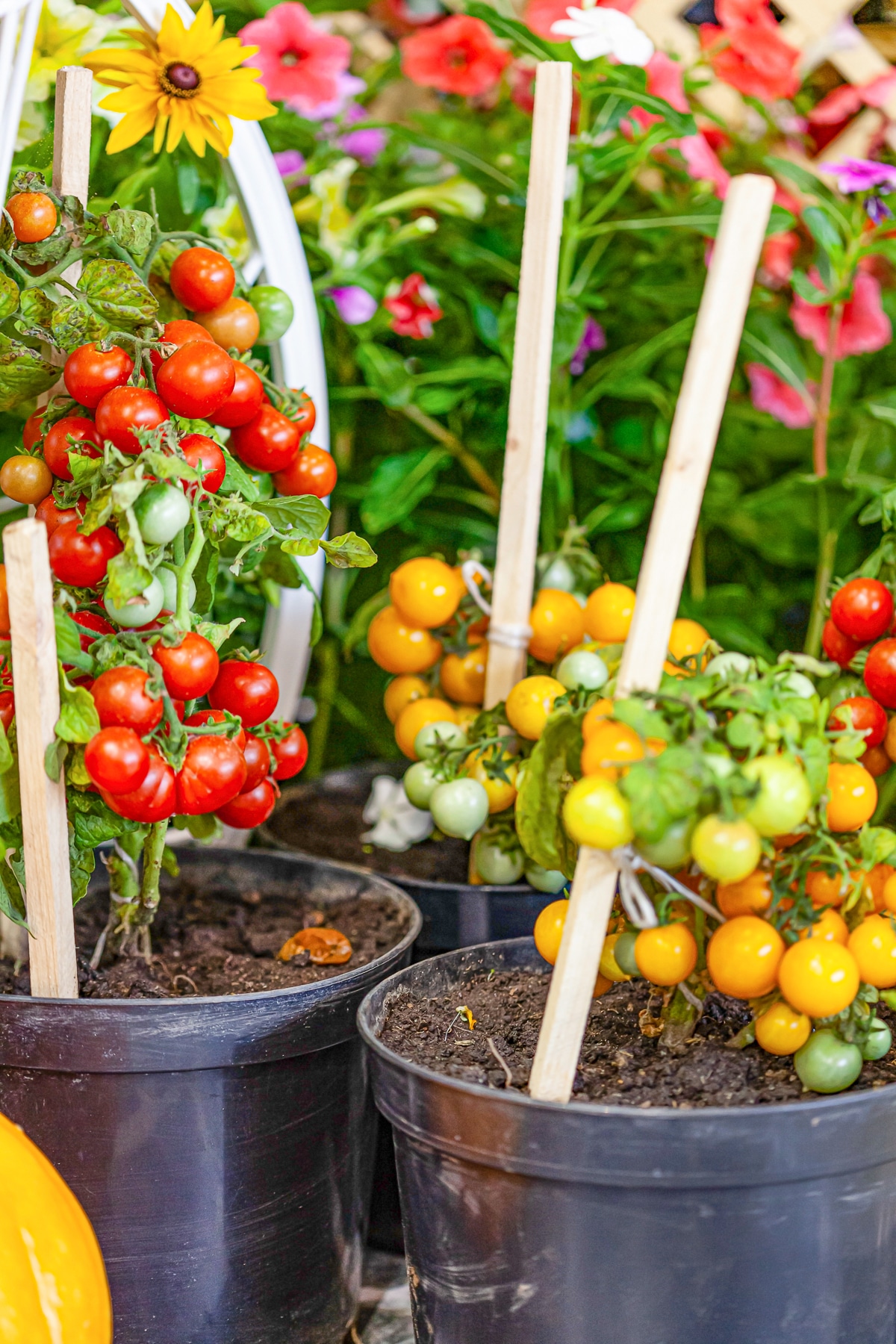 19 Vegetable Garden in Pots Ideas You Cannot Miss | SharonSable