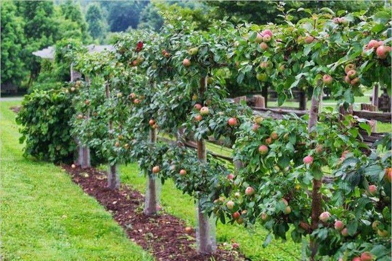 22 BackYard Fruit Garden Ideas Worth a Look | SharonSable
