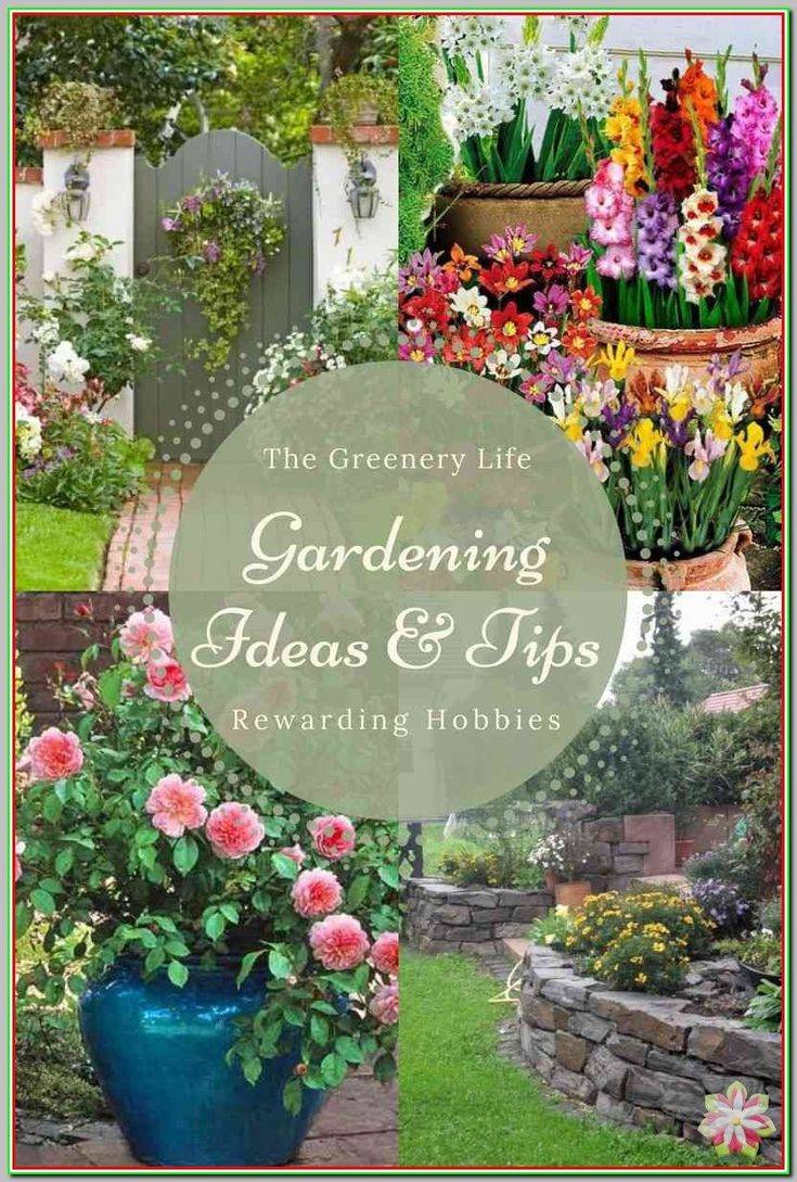 22 BackYard Fruit Garden Ideas Worth a Look | SharonSable