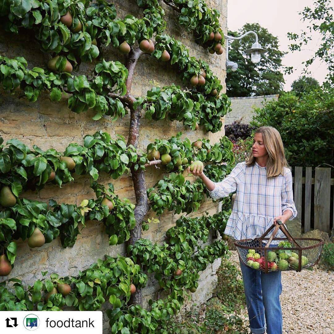 22 BackYard Fruit Garden Ideas Worth a Look | SharonSable