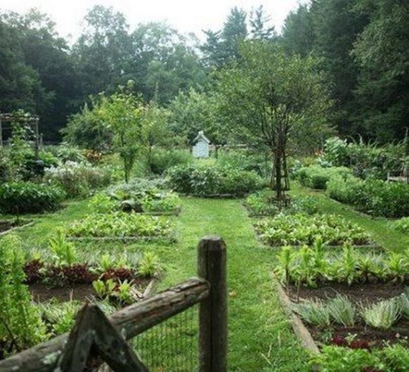22 BackYard Fruit Garden Ideas Worth a Look | SharonSable