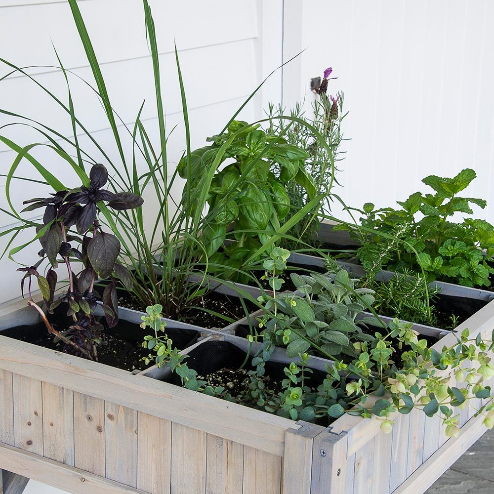 18 Culinary Herb Garden Ideas To Try This Year | SharonSable