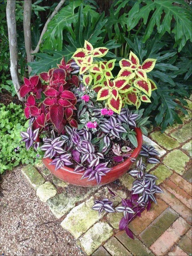 22 Colorful Shade Garden Plants Ideas Worth a Look | SharonSable