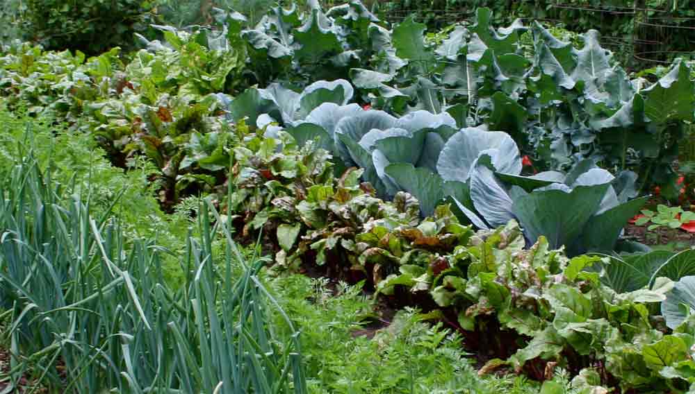 19 Growing Your Own Vegetable Garden Ideas You Cannot Miss | SharonSable