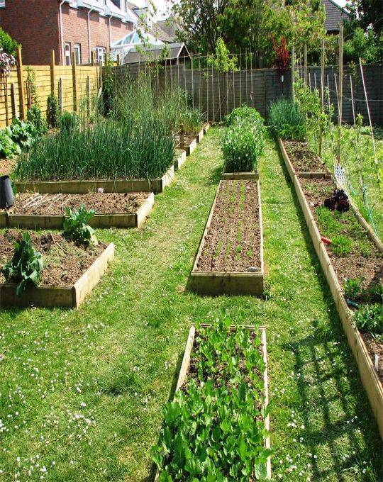 17 Beginner Vegetable Garden Layout Ideas You Should Look | SharonSable