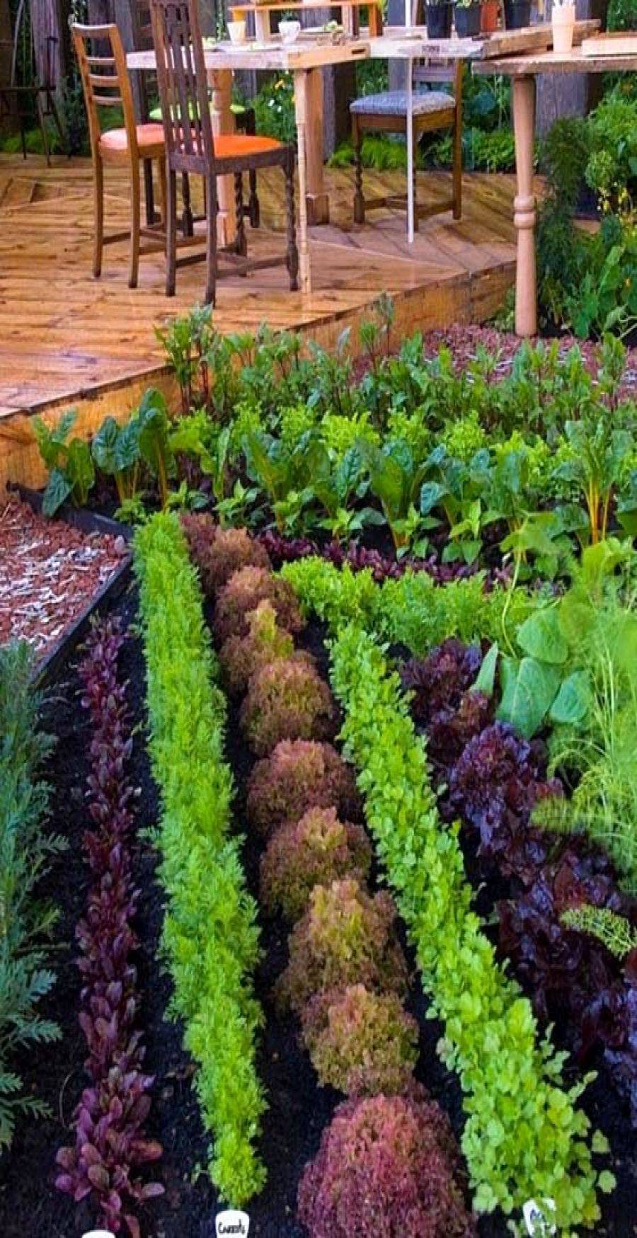 17 Beginner Vegetable Garden Layout Ideas You Should Look | SharonSable