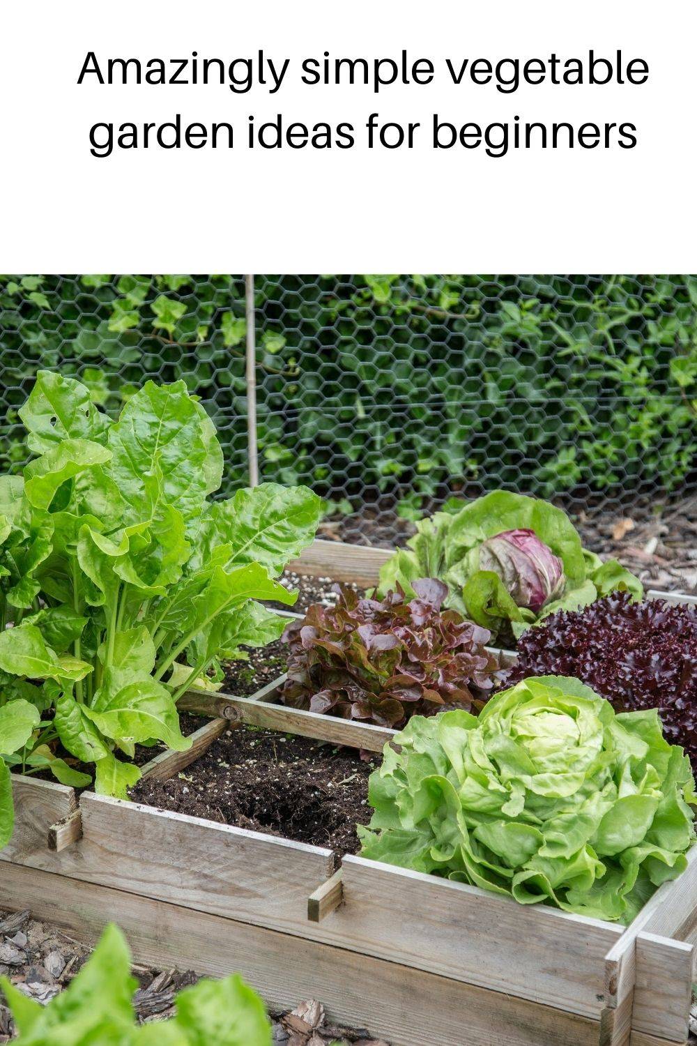 25 Beginner Gardening Ideas You Must Look | SharonSable