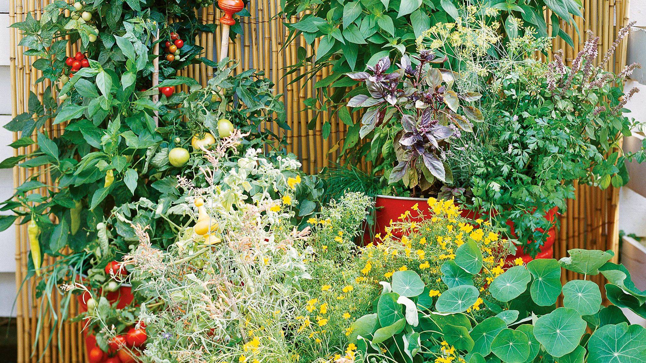 31 Planting a Garden for Beginners Ideas You Cannot Miss | SharonSable