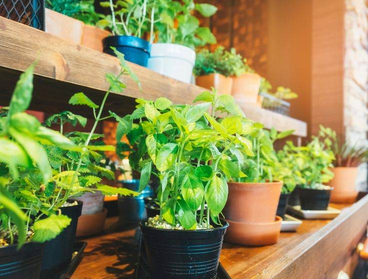 19 Indoor Vegetable Gardening Beginner Ideas For This Year | SharonSable