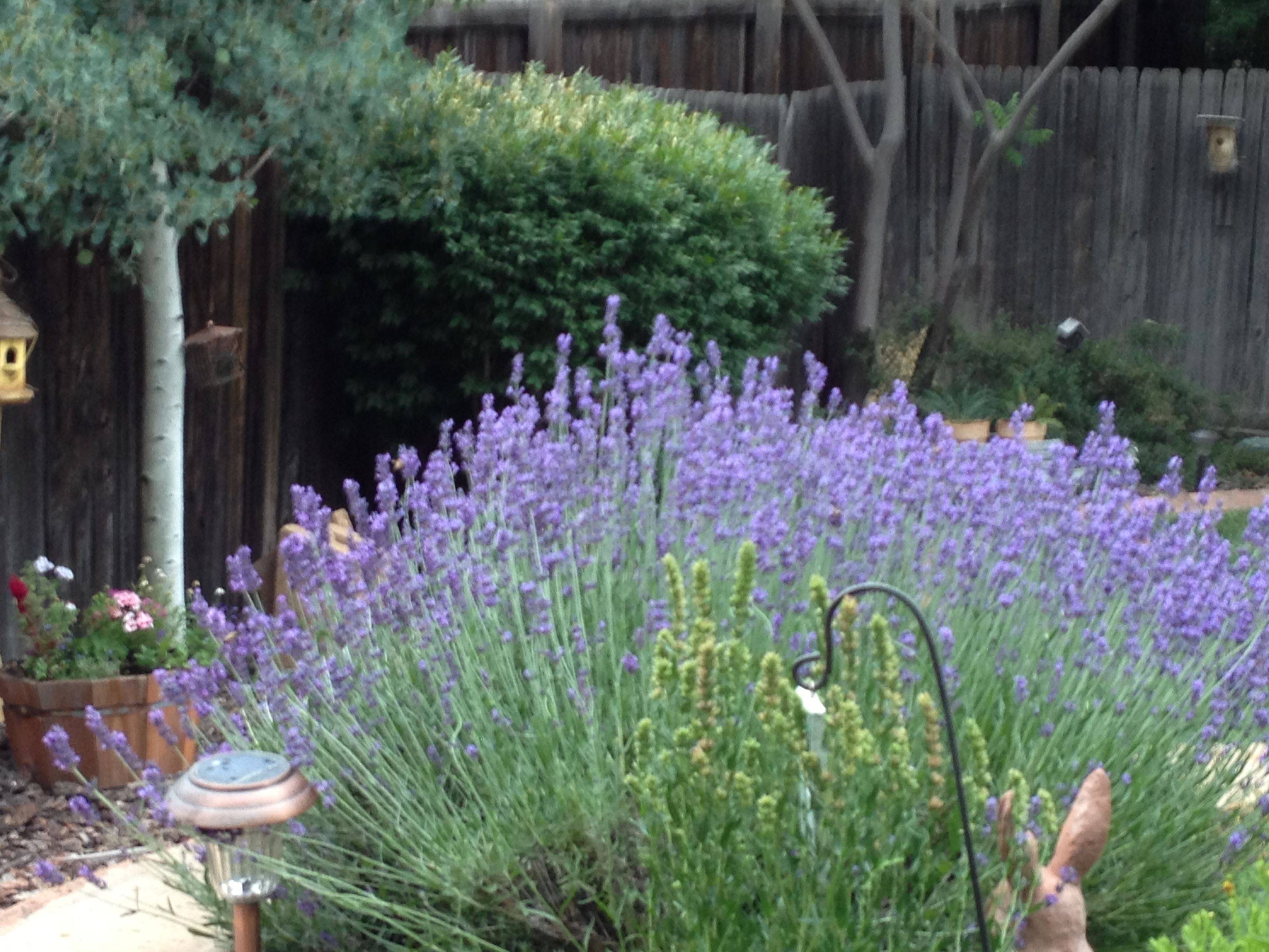 21 Lavender Garden Ideas To Try This Year | SharonSable