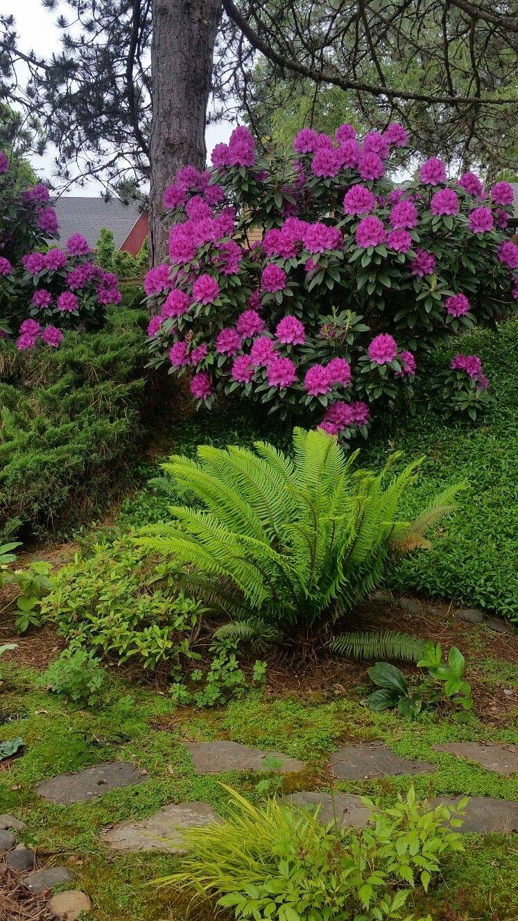 23 Pacific Northwest Shade Garden Ideas You Cannot Miss | SharonSable