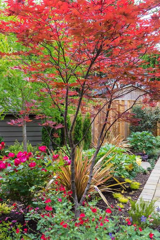 21 Japanese Garden Small Trees Red Ideas You Should Look | SharonSable