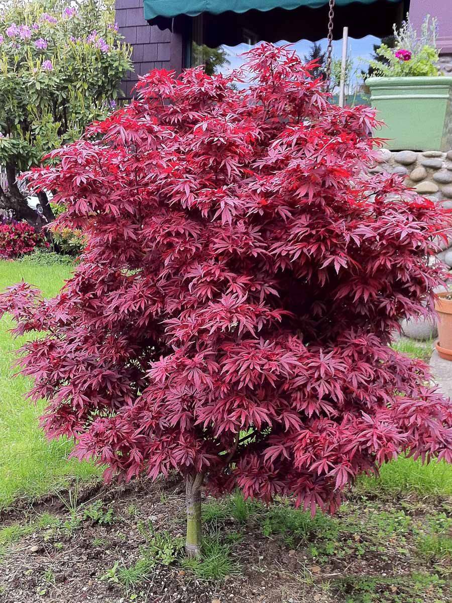 21 Japanese Garden Small Trees Red Ideas You Should Look | SharonSable