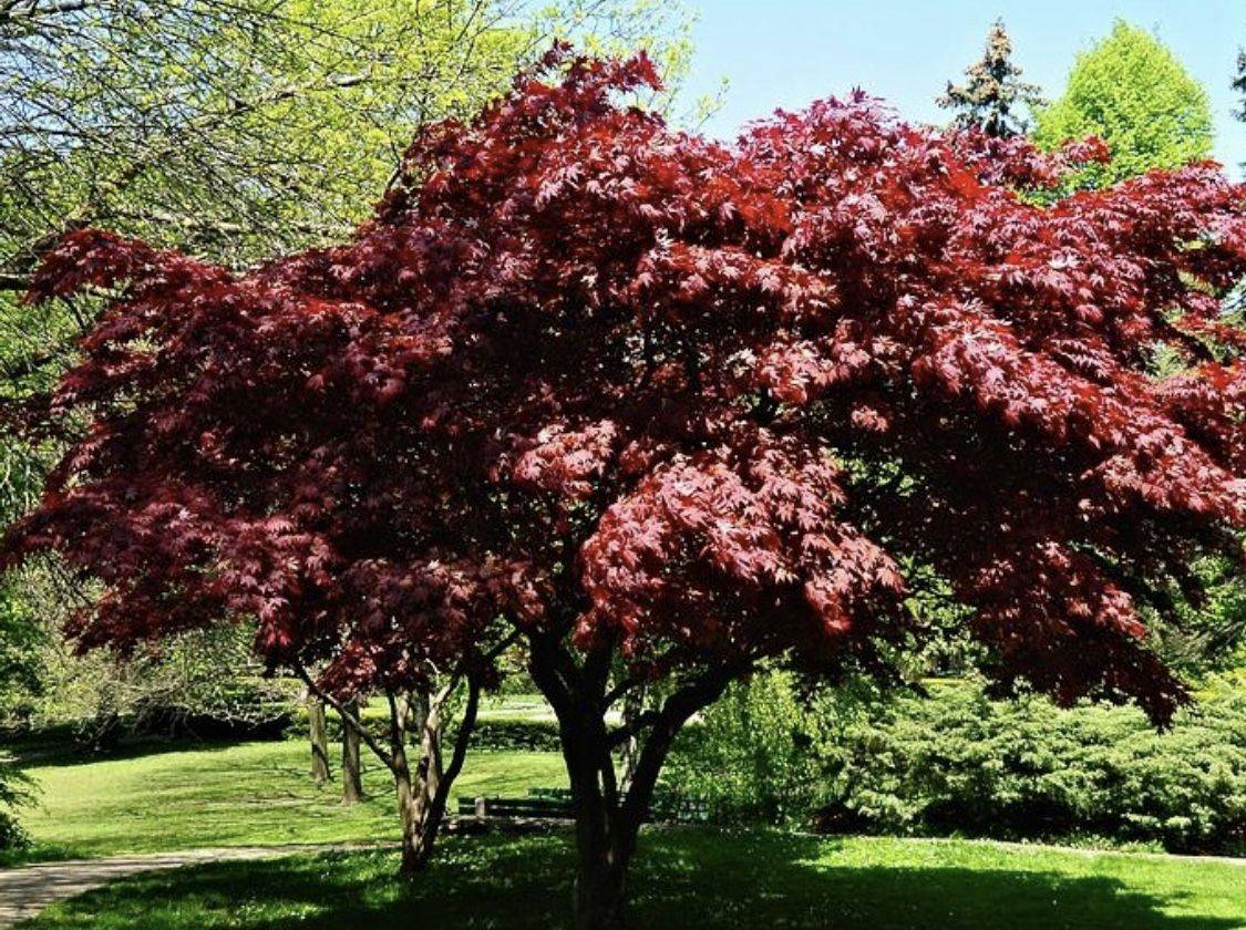 21 Japanese Garden Small Trees Red Ideas You Should Look | SharonSable