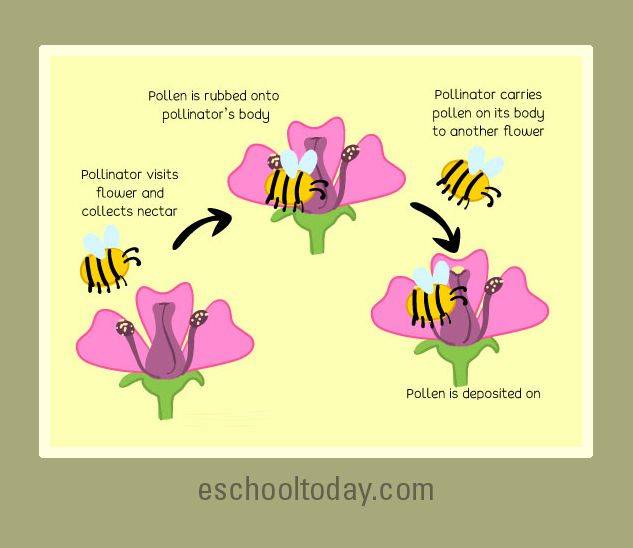 21 Pollinator Garden Drawing Ideas You Must Look | SharonSable