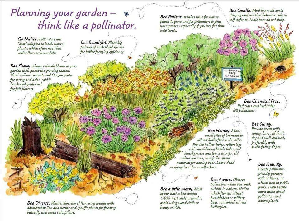 21 Pollinator Garden Drawing Ideas You Must Look | SharonSable