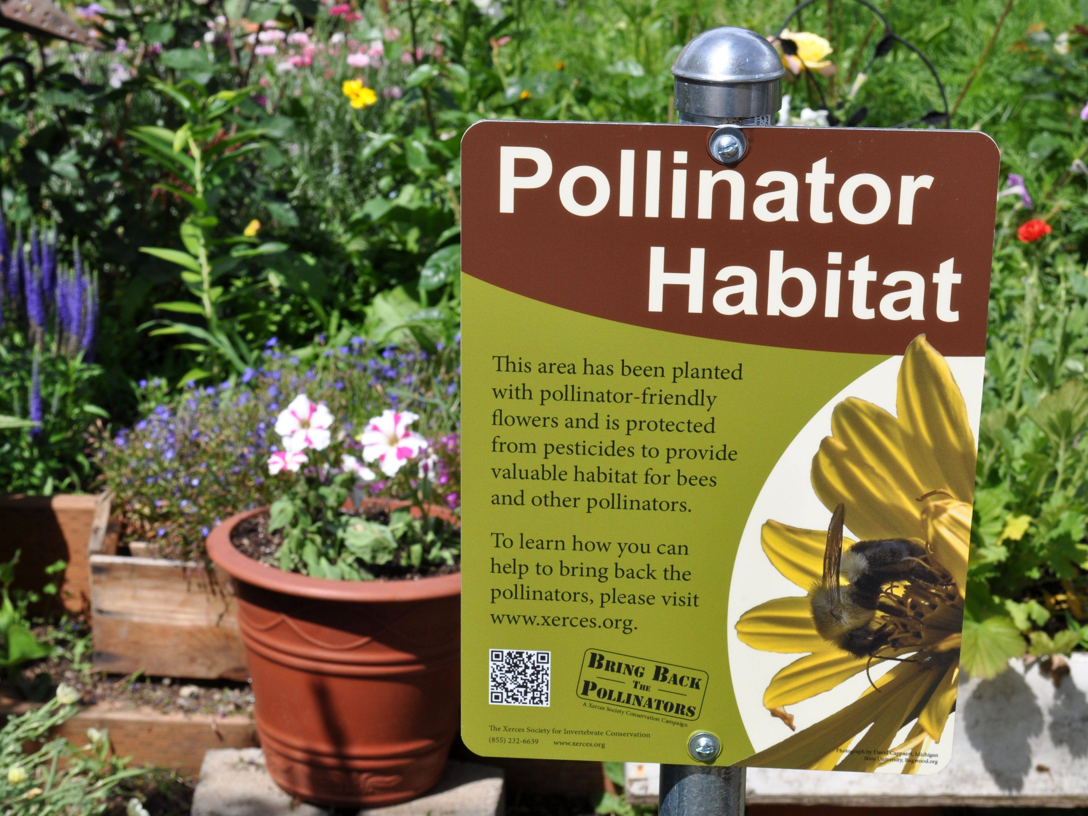 21 Pollinator Garden Drawing Ideas You Must Look | SharonSable