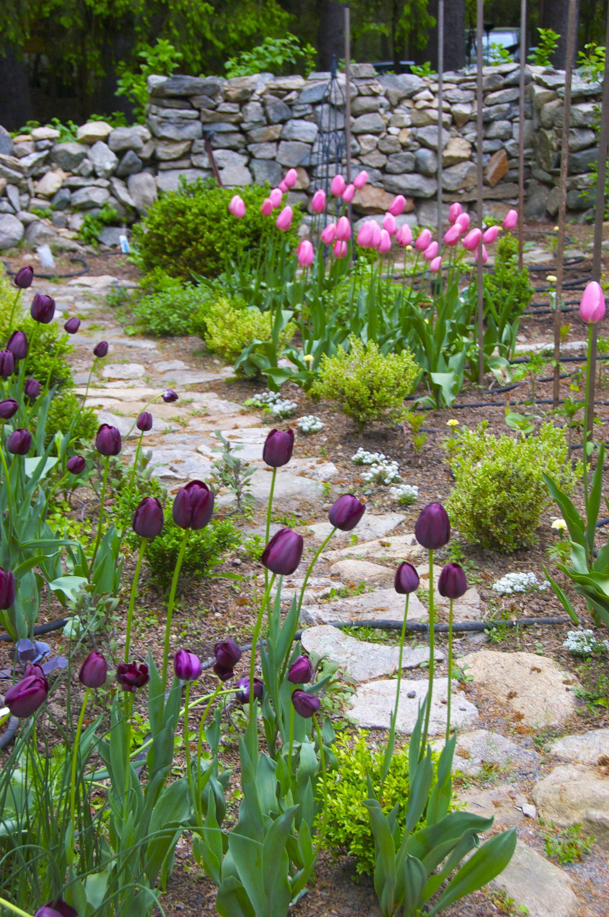 25 Early Spring Garden Ideas You Should Check | SharonSable