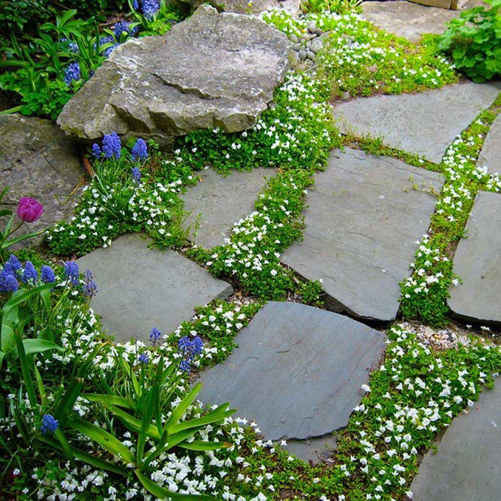 24 Shade Garden Ground Cover Ideas You Should Look | SharonSable