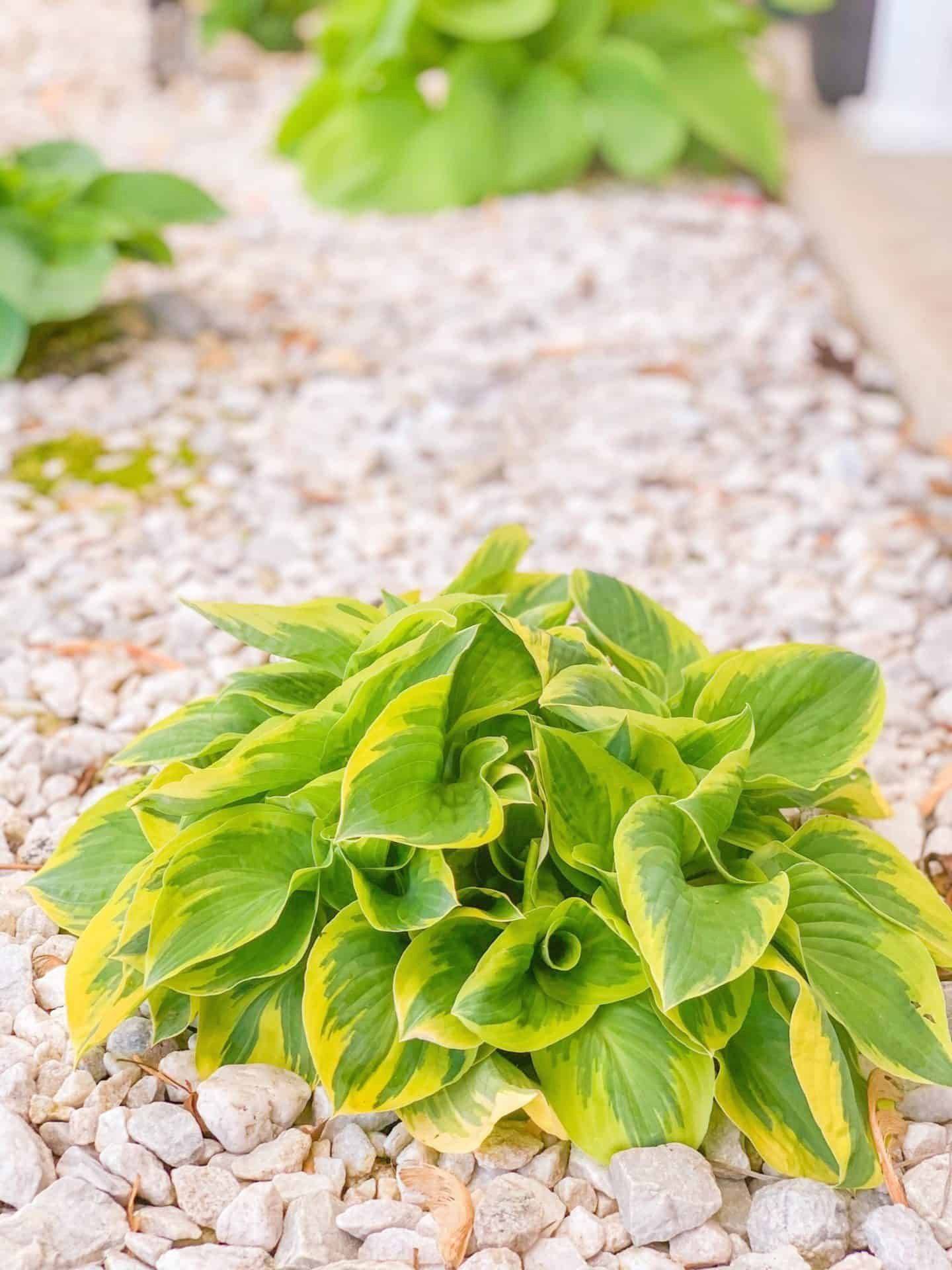 24 Shade Garden Ground Cover Ideas You Should Look | SharonSable
