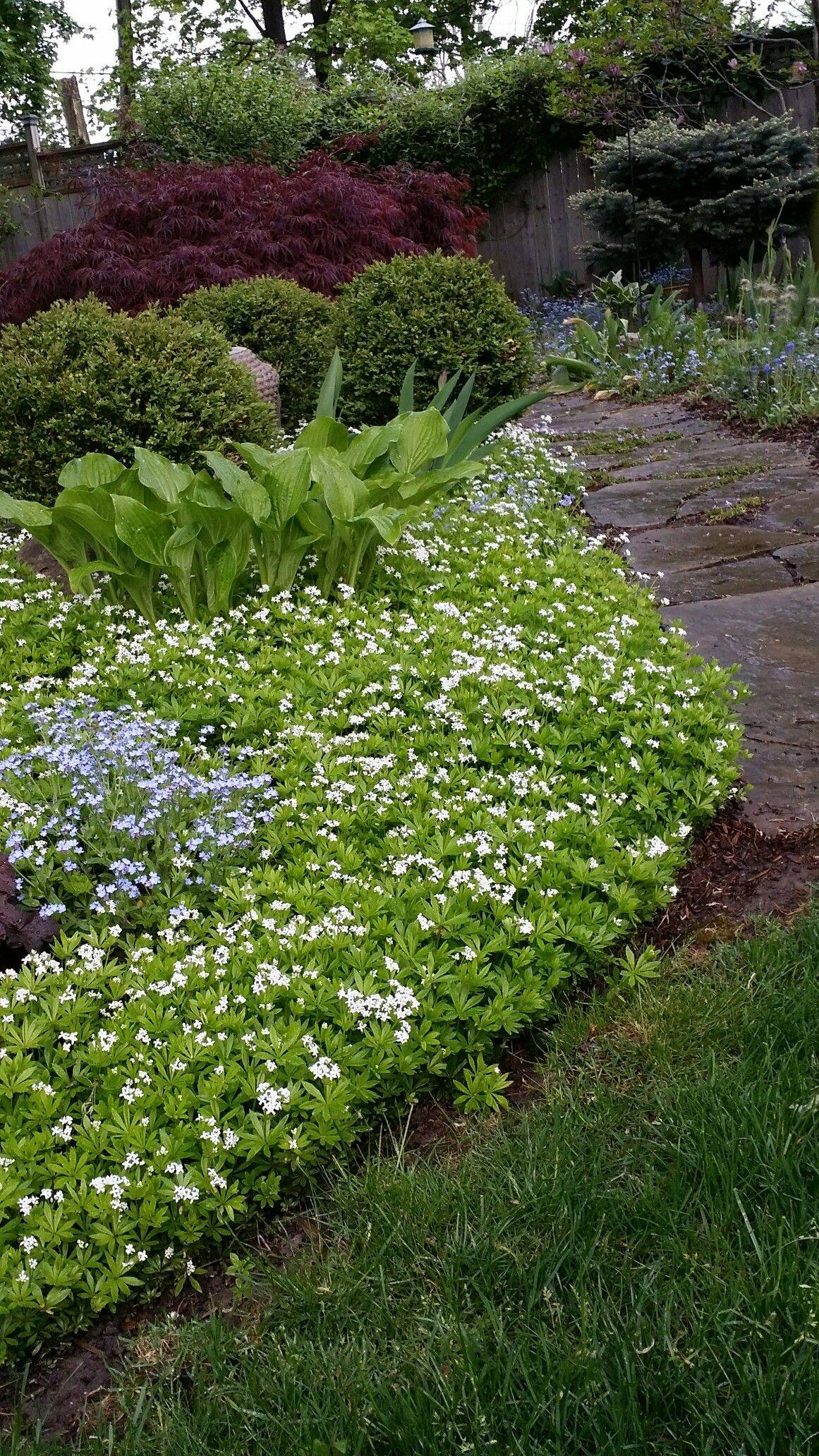 24 Shade Garden Ground Cover Ideas You Should Look | SharonSable