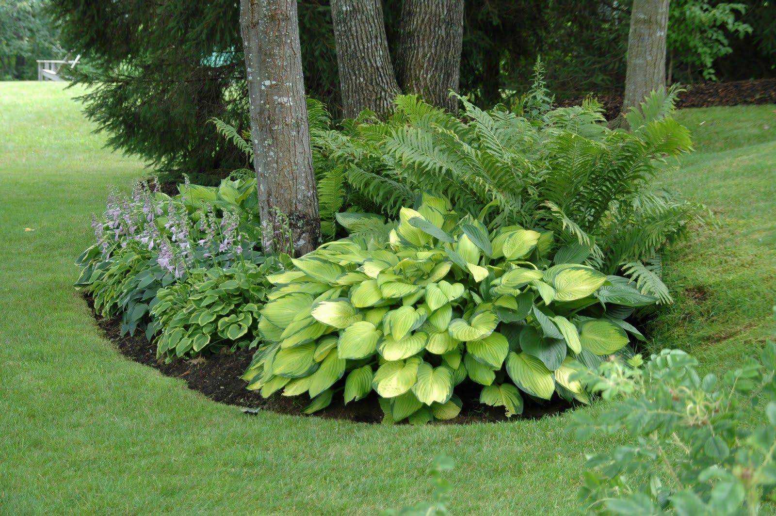 24 Hosta and Fern Garden Ideas To Consider | SharonSable