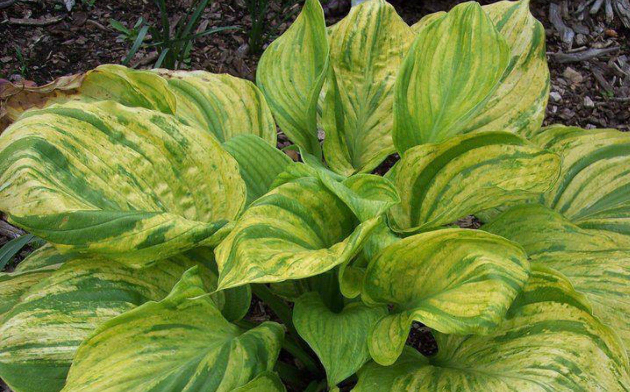 20 Best Hosta Garden Ideas You Should Check | SharonSable