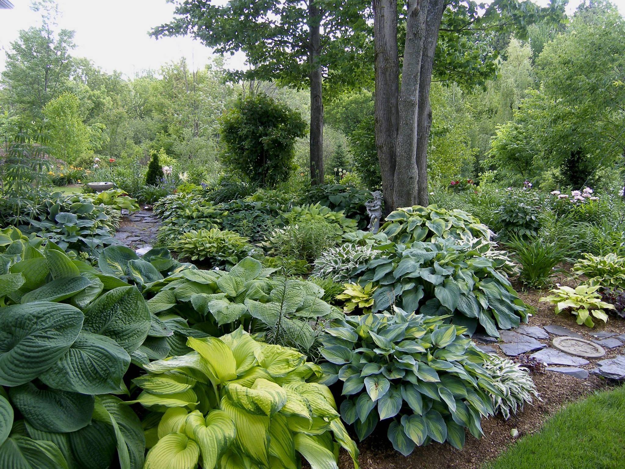 20 Best Hosta Garden Ideas You Should Check | SharonSable
