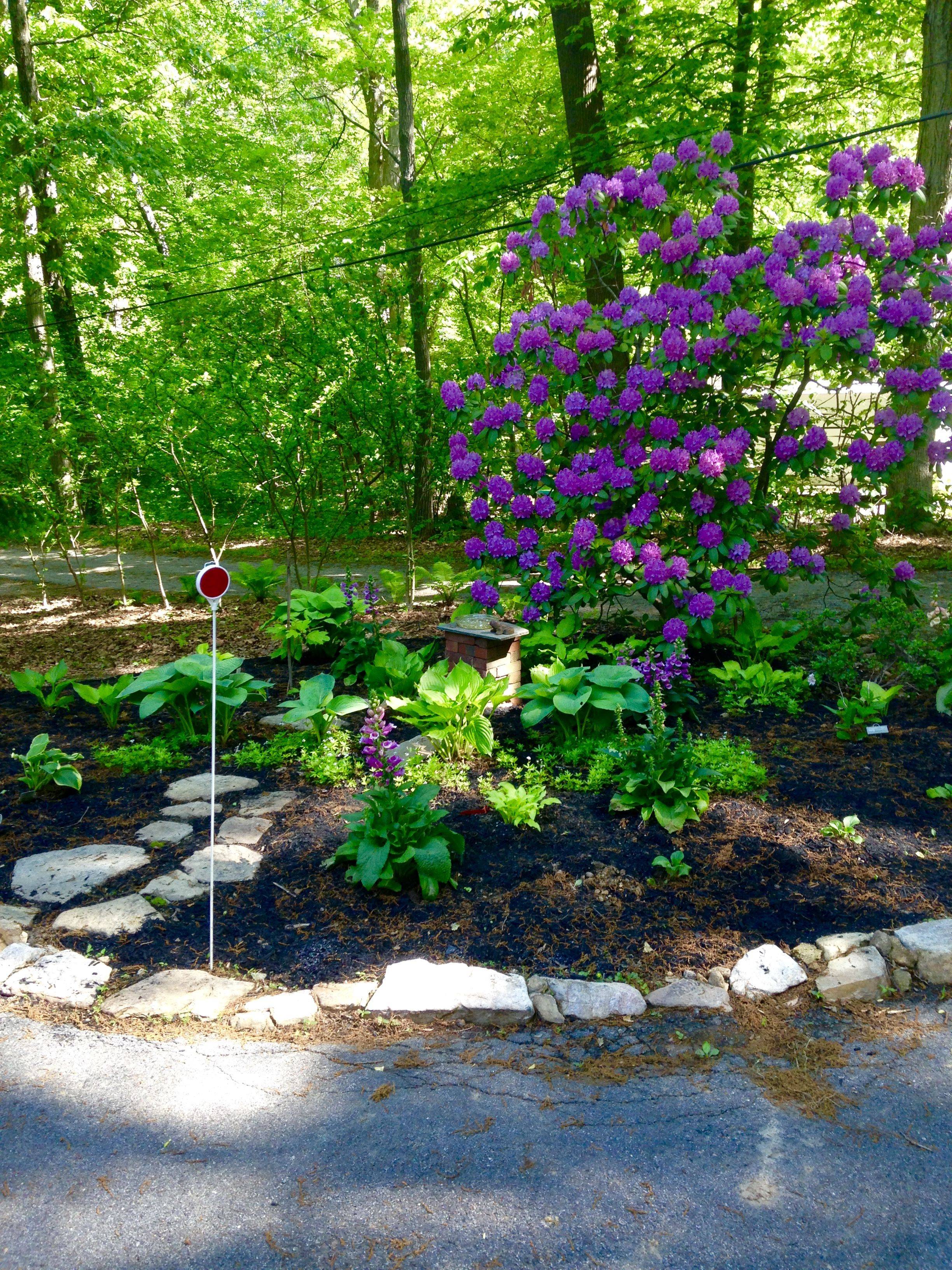 21 Shade Tolerant Garden Plants Ideas To Consider | SharonSable