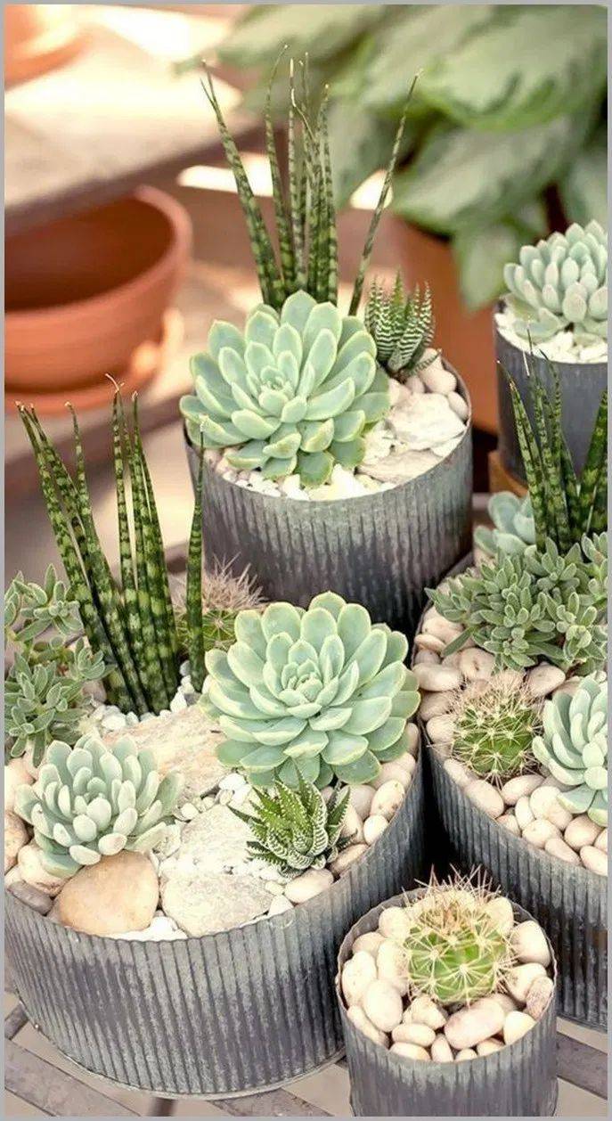 18 Unusual Succulent Container Garden Ideas You Cannot Miss | SharonSable