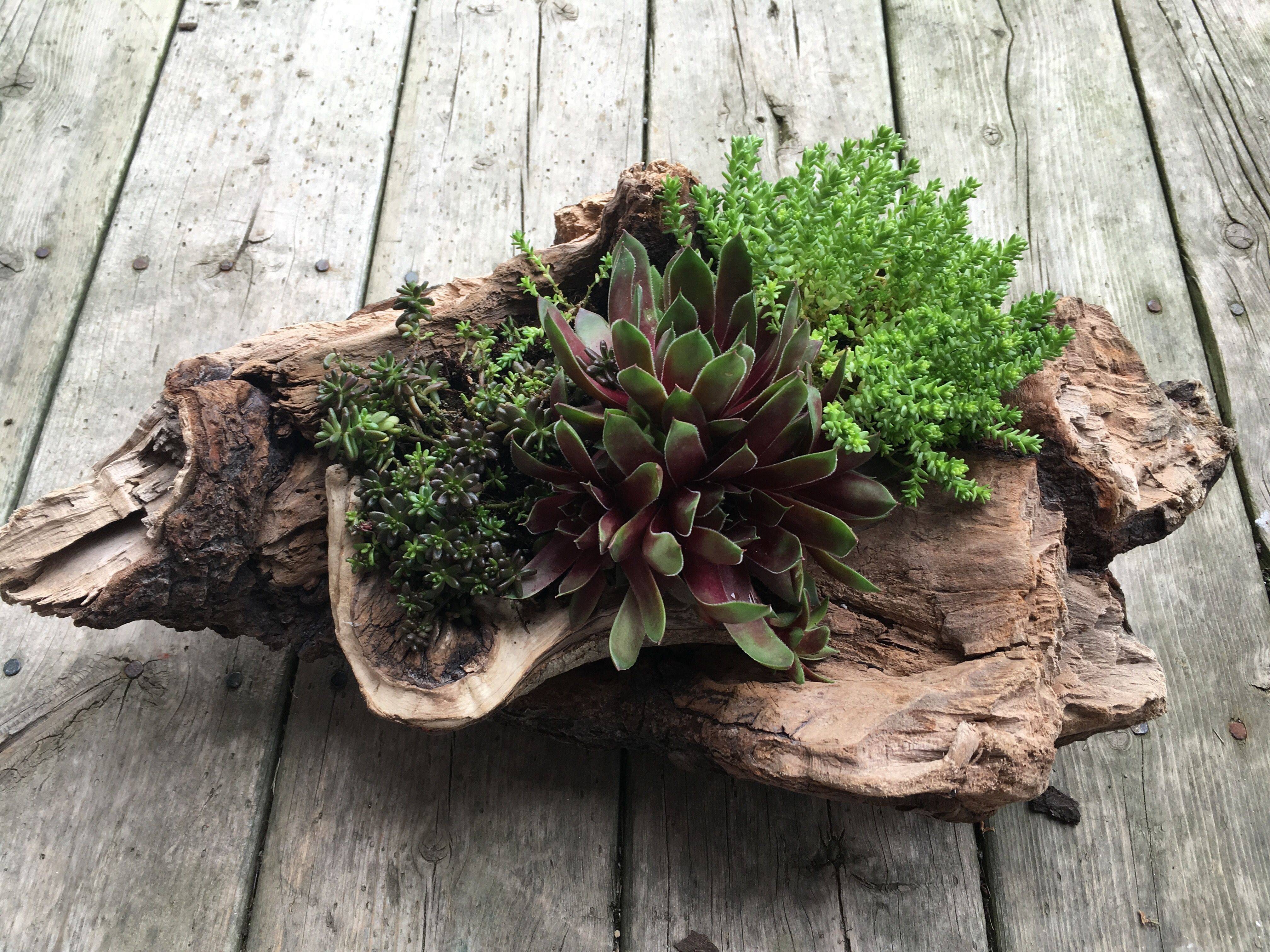 18 Unusual Succulent Container Garden Ideas You Cannot Miss | SharonSable