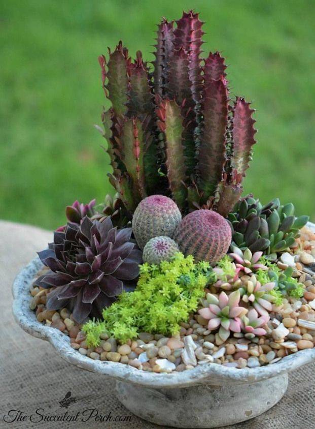 18 Unusual Succulent Container Garden Ideas You Cannot Miss | SharonSable