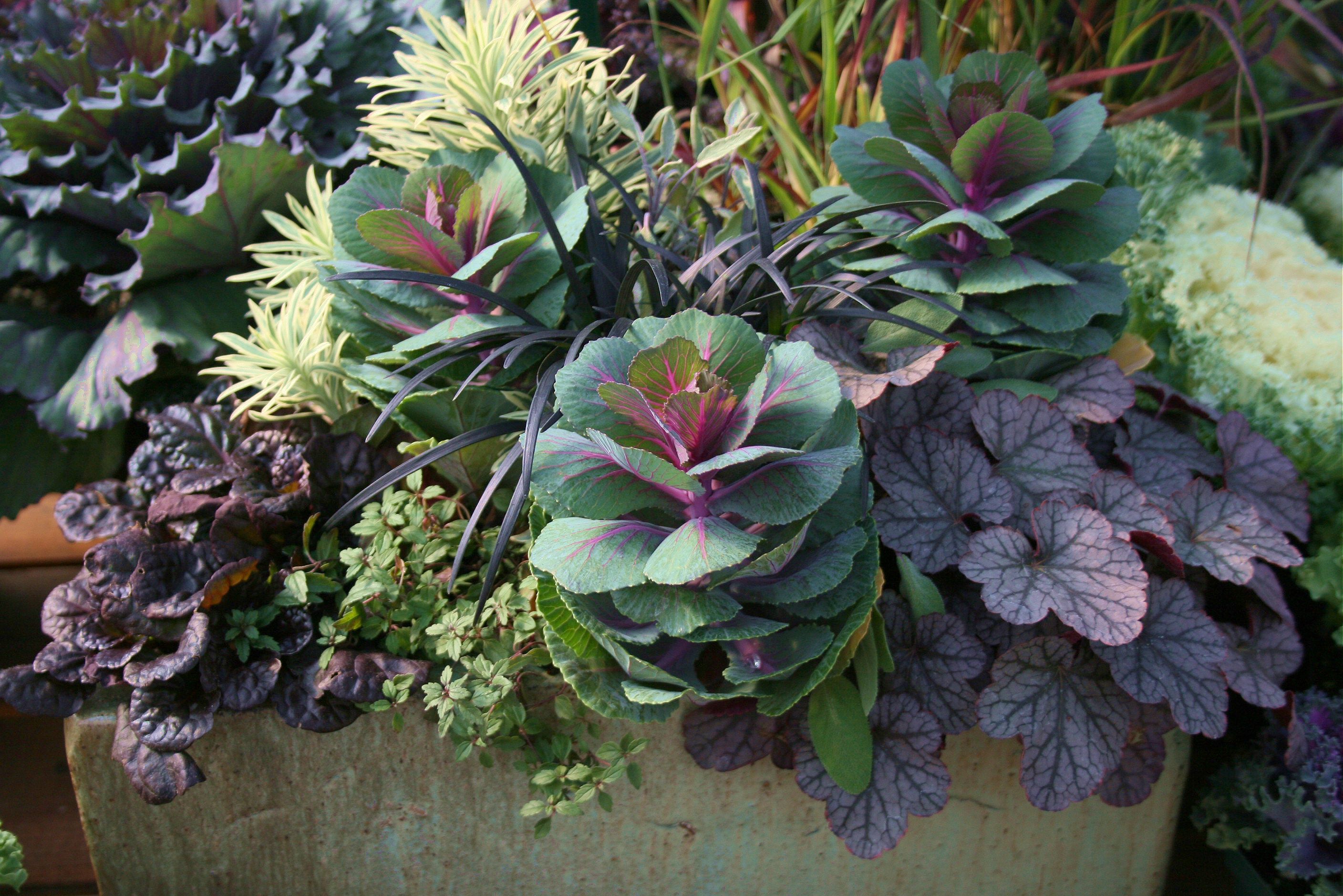 18 Unusual Succulent Container Garden Ideas You Cannot Miss | SharonSable