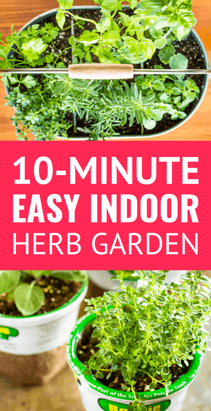 24 Easy Herb Garden Ideas Worth a Look | SharonSable