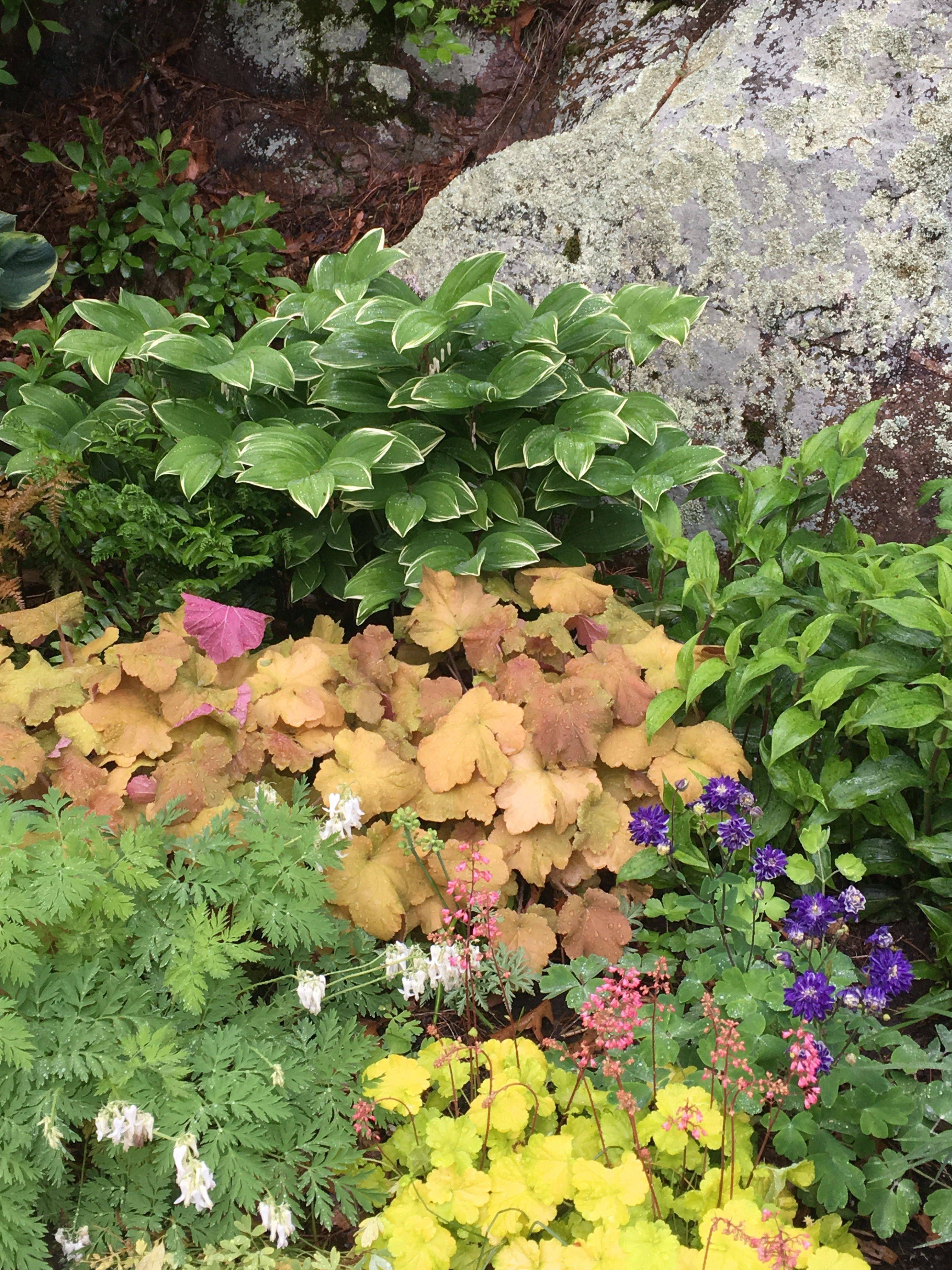 24 Spring Shade Garden Ideas For This Year | SharonSable