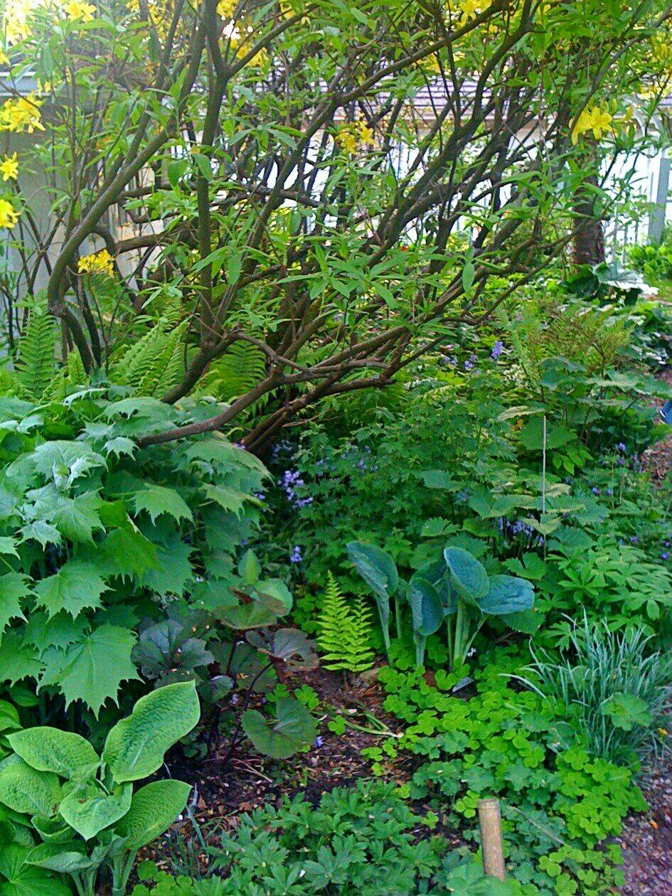 24 Spring Shade Garden Ideas For This Year | SharonSable