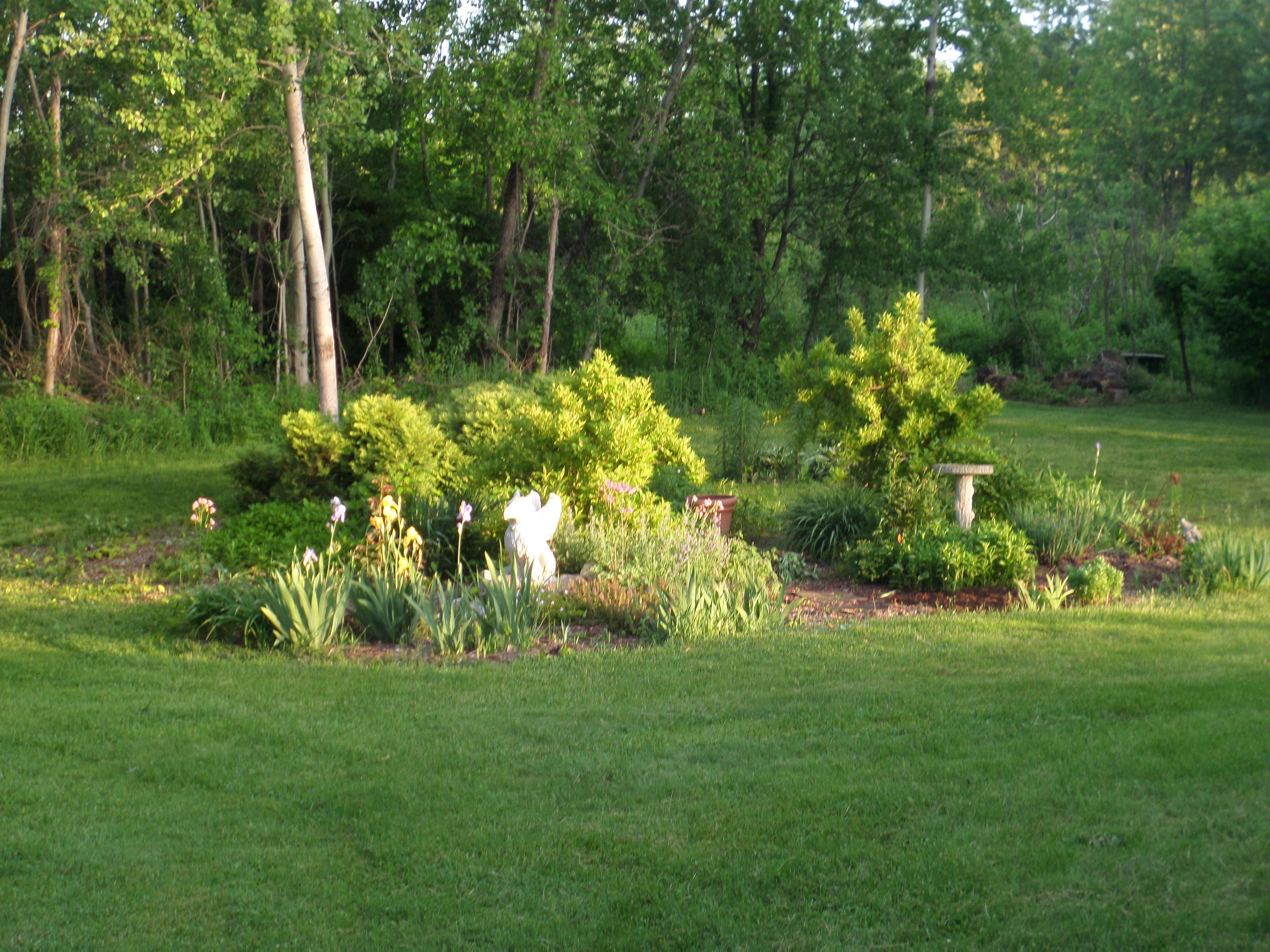 23 Pine Tree in Garden Ideas You Must Look | SharonSable