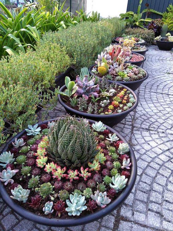 21 Cactus Container Garden Ideas For This Year | SharonSable