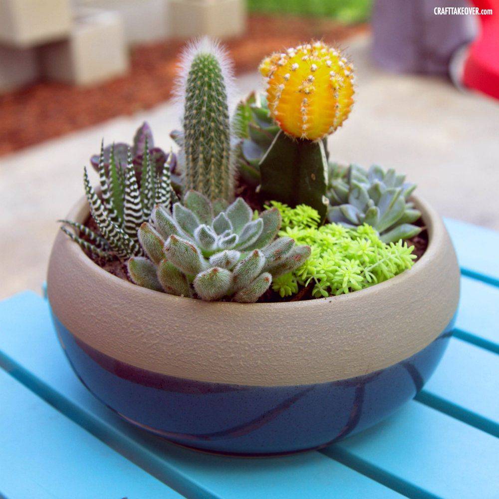21 Cactus Container Garden Ideas For This Year | SharonSable
