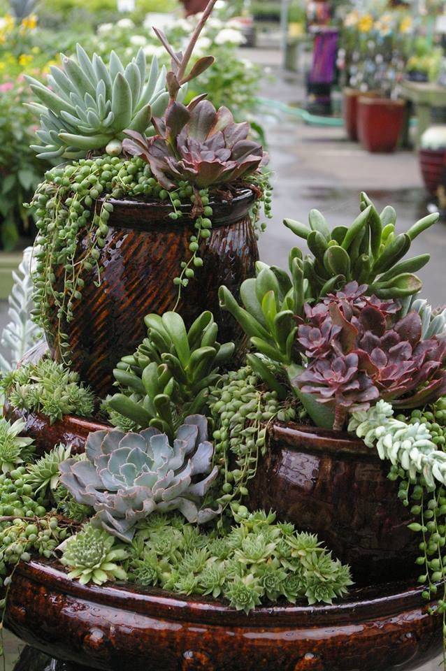21 Cactus Container Garden Ideas For This Year | SharonSable