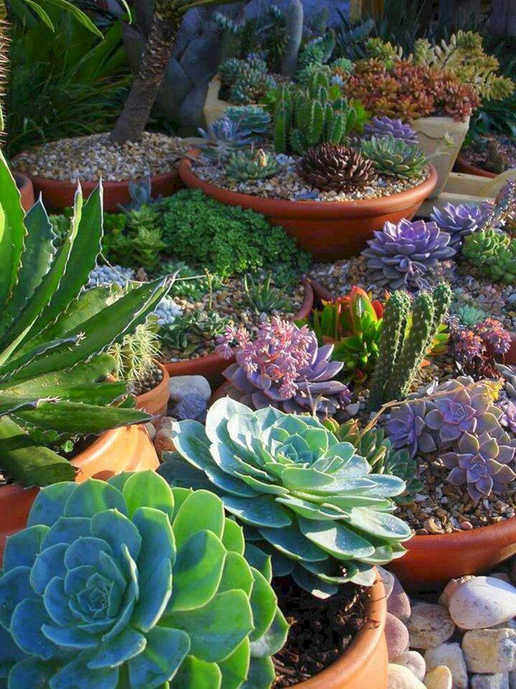 21 Cactus Container Garden Ideas For This Year | SharonSable