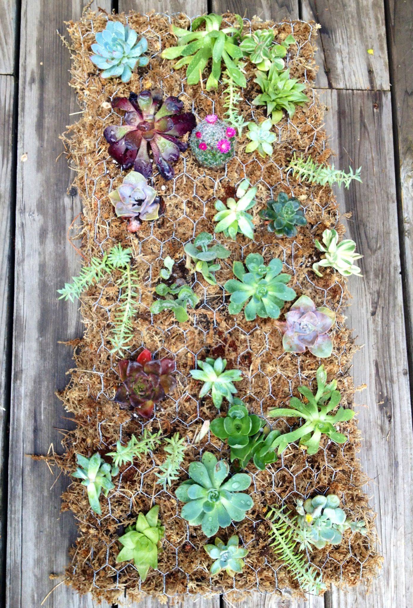 18 DIY Succulent Garden Ideas You Should Check | SharonSable