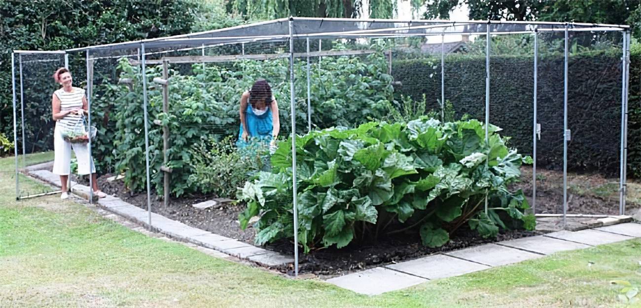 20 Vegetable Garden Netting Ideas To Try This Year | SharonSable