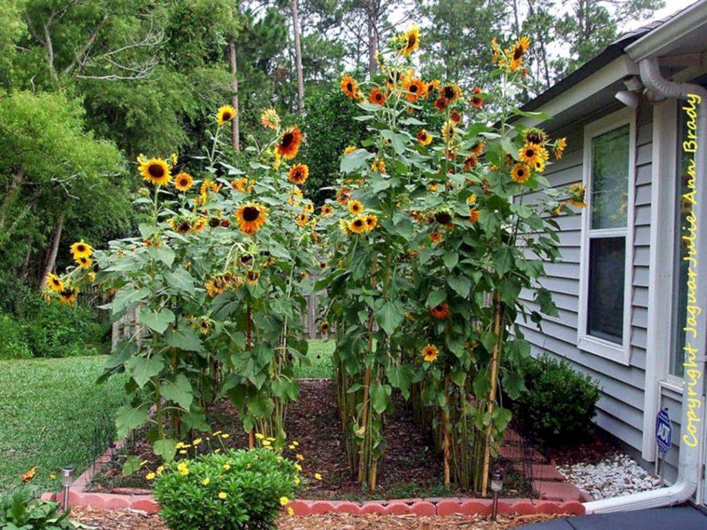 19 Sunflower Garden Ideas Design You Gonna Love | SharonSable