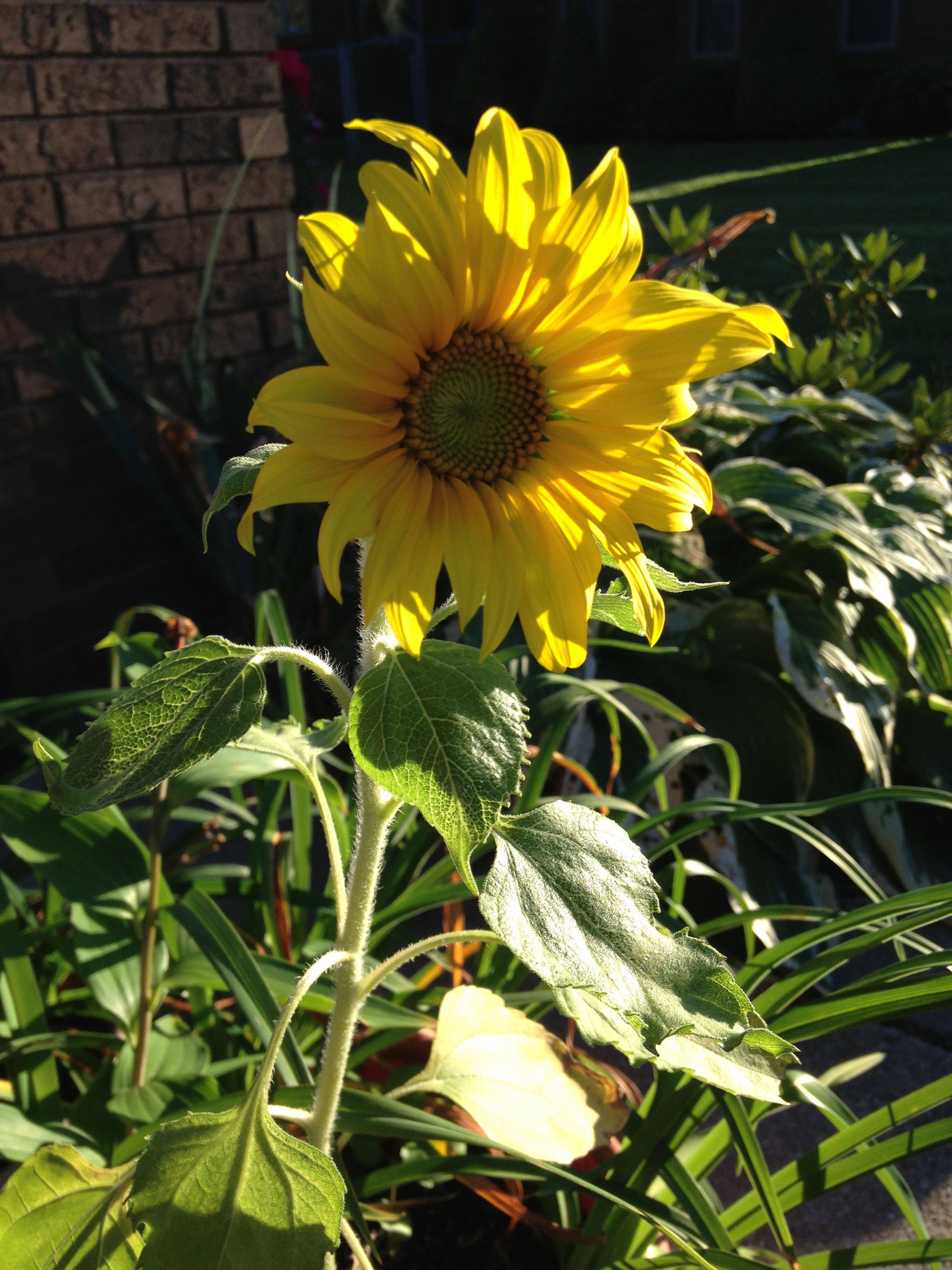 21 Beautiful Sunflower Garden Ideas You Cannot Miss | SharonSable