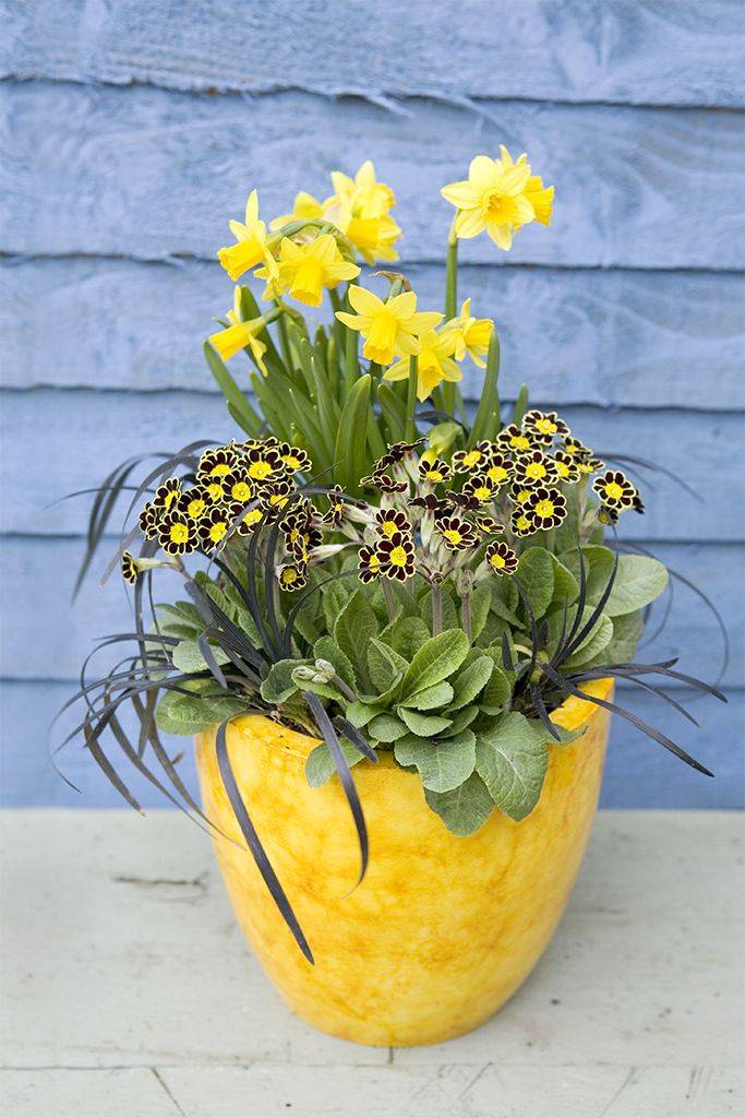 19 Spring Bulb Container Garden Ideas To Try This Year | SharonSable