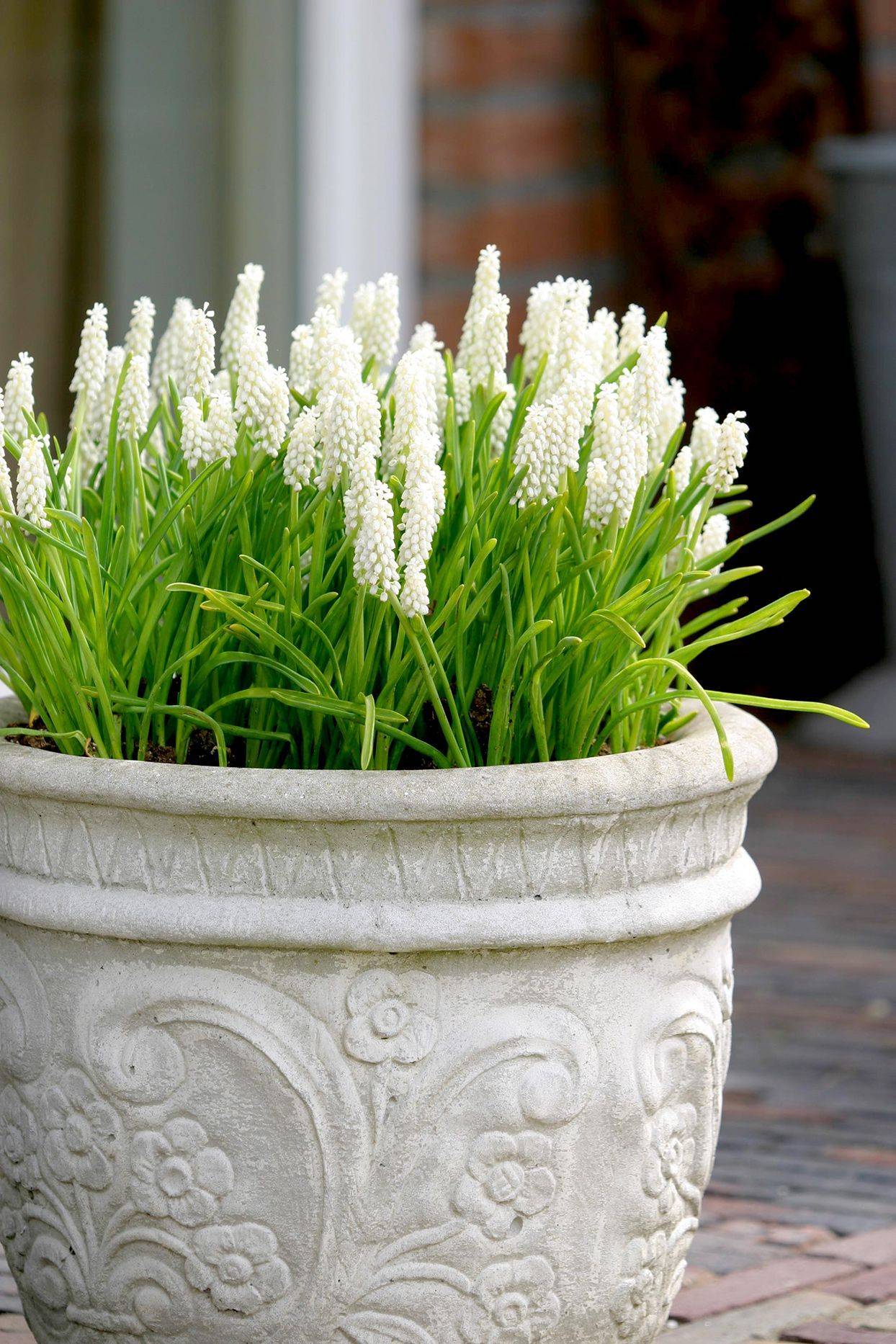 19 Spring Bulb Container Garden Ideas To Try This Year | SharonSable