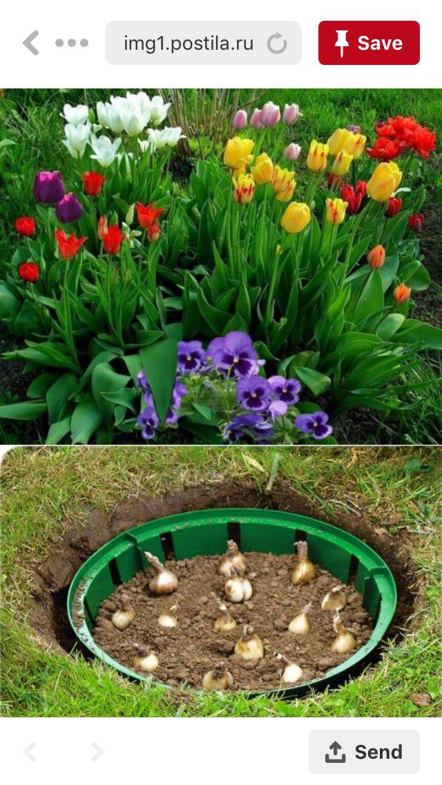 19 Spring Bulb Container Garden Ideas To Try This Year | SharonSable